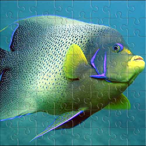 Mundo submarino: El pez ángel exótico - Rompecabezas en línea | Jigsaw ...